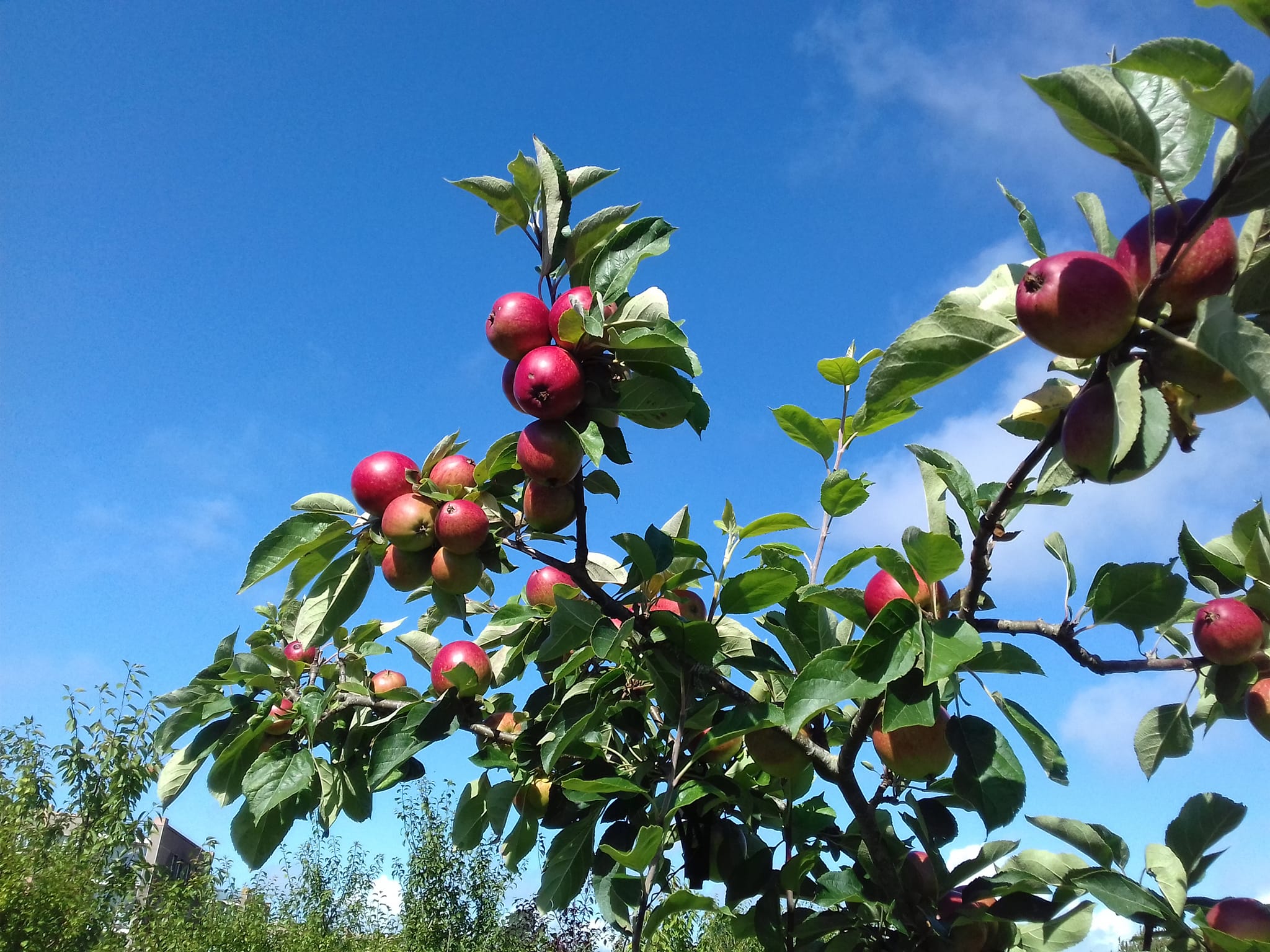 Scrumptious sustainability: Planting orchards and scrumping waste fruit ...