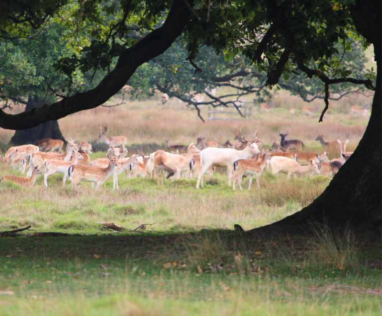 Venison: quality meat with a positive impact - Brighton and Hove Food ...